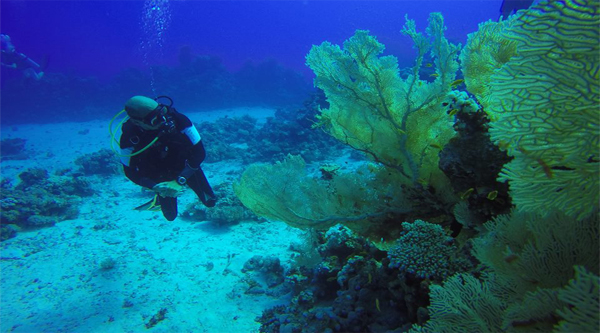 Best Sites to Dive in Ras Mohamed National Park