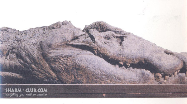 Animal Mummies in Ancient Egypt | Ancient Egyptian Animals Mummies