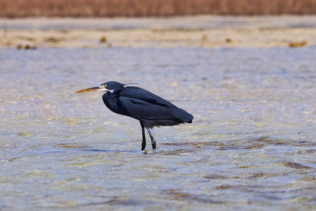 Fayoum half day bird watching tour from Cairo